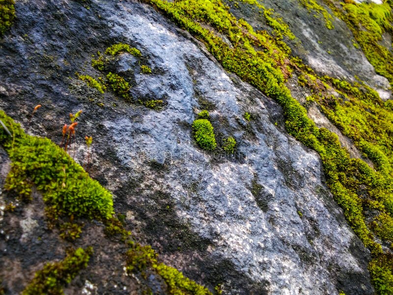 The Stone Walls are Covered with Green Moss Stock Photo - Image of ...