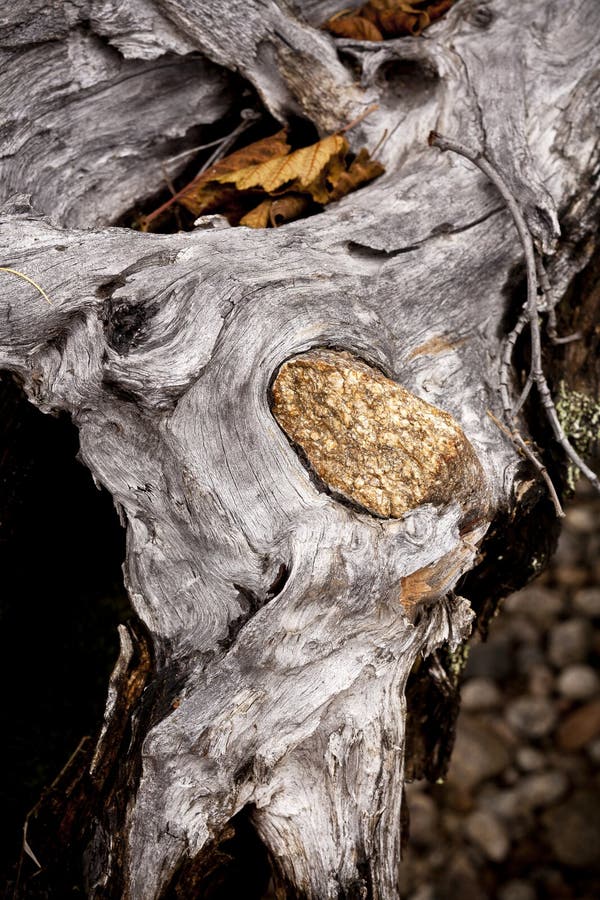 Stone wedged in tree. stock photo. Image of stone, design - 16933092
