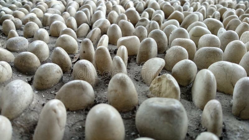 Stone White Rocks Tooth Wallpaper Stock Photo - Image of white ...