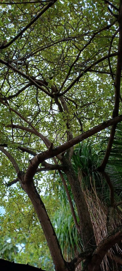 Stoneapple Stock Photos - Free & Royalty-Free Stock Photos from Dreamstime