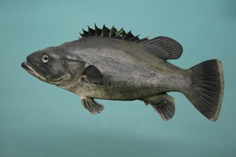 Stonebass Fish stock photo. Image of east, open, ocean - 14531654