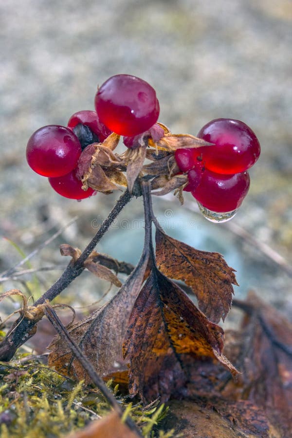 Stone berry1 stock photo. Image of mountain, natural - 86242192
