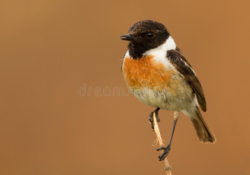 Stonechat stock photo. Image of feather, bird, stonechat - 19578292