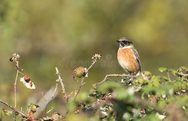 Stonechat bird. stock image. Image of beak, birds, stonechats - 16667691
