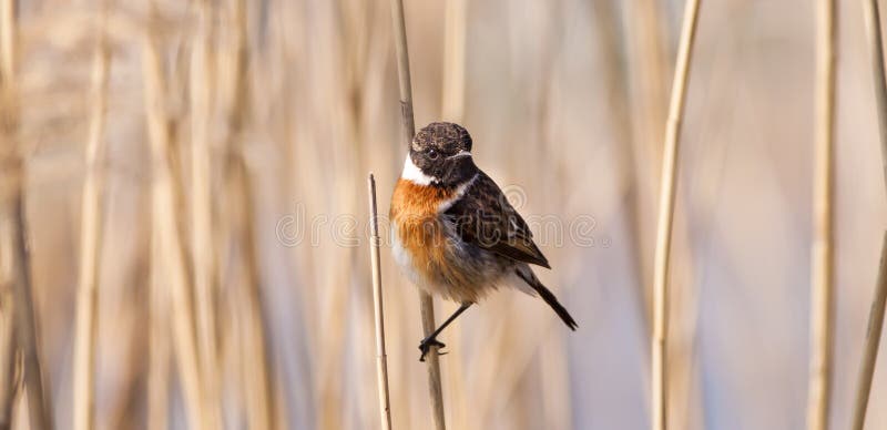Stonechat Bird Sitting on a Reed., Birdwatching Banner Stock Photo ...