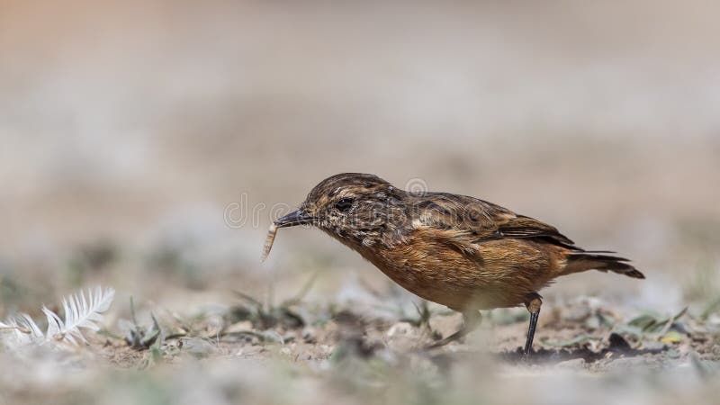 Stonechat Eating Worm stock image. Image of stonechat - 126004371