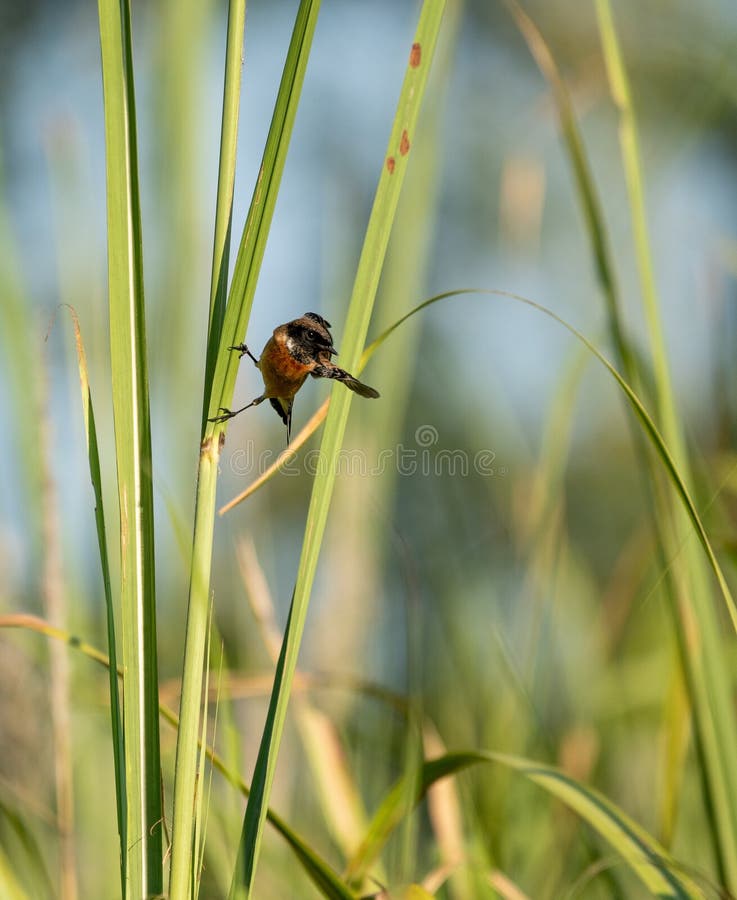 Stonechat Flying from Grass Stem Stock Photo - Image of feather ...