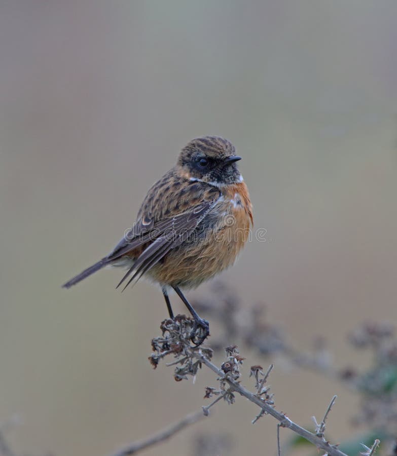 Stonechat stock image. Image of fauna, eurasian, inflight - 65669009