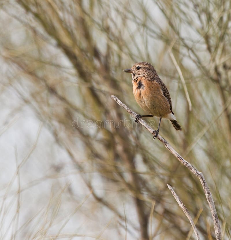 A Stonechat Singing on a Twig Stock Photo - Image of colours, animal ...
