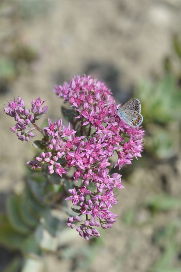 Stonecrop Ruby Glow stock photo. Image of stonecrop - 365749278