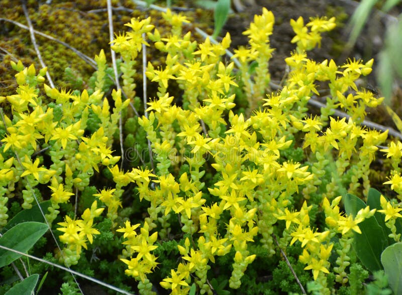 Stonecrop Sedum Acre Grows in the Wild Stock Photo - Image of color ...