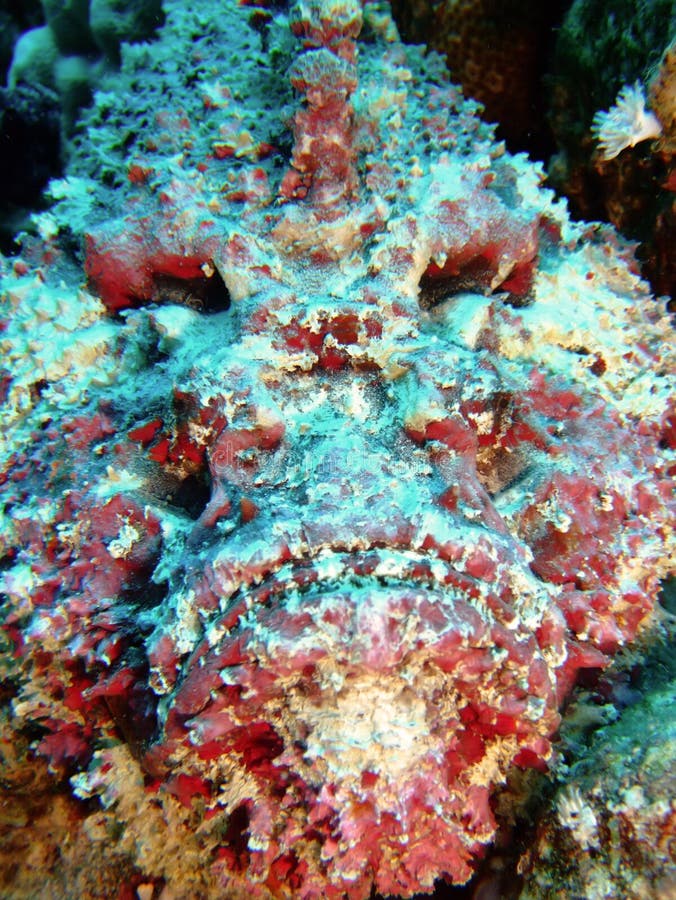 Stonefish stock image. Image of freshness, white, nature - 13400933