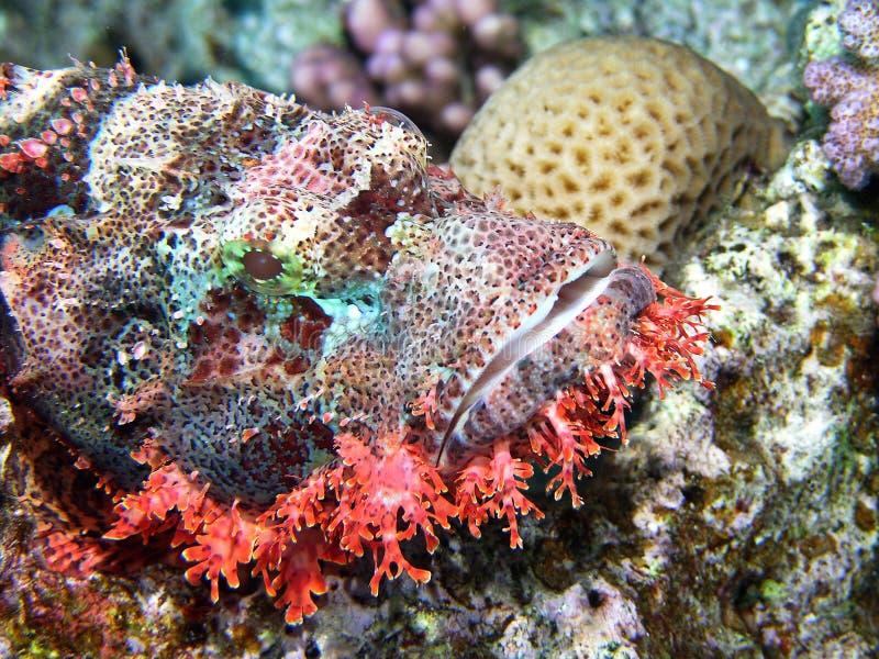 Stonefish stock photo. Image of tyrrenian, animals, stone - 13689022