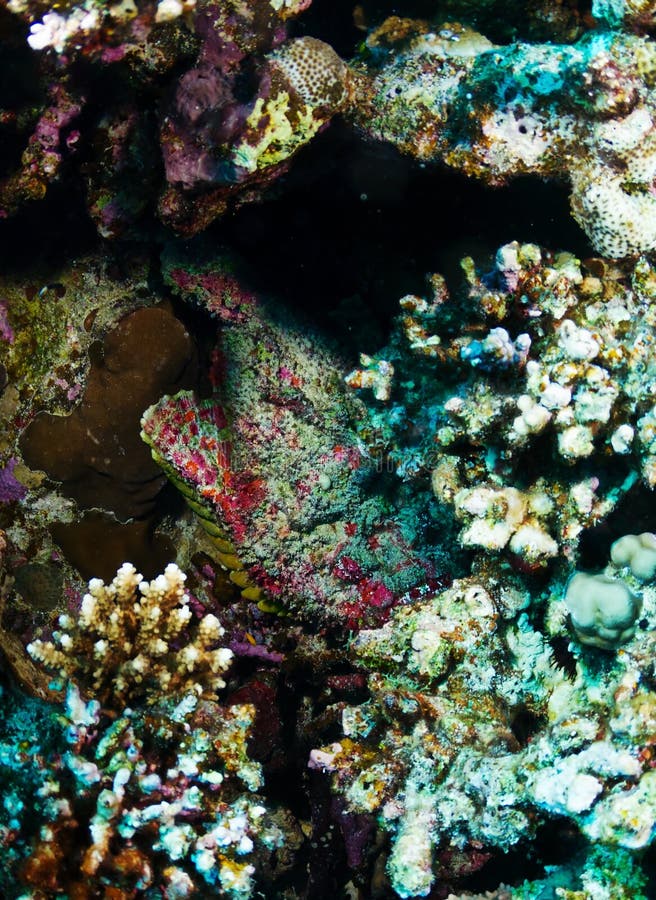 Stonefish stock photo. Image of wild, underwater, sealife - 26732848