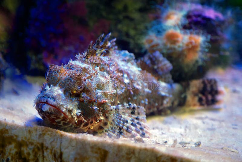 Stonefish stock photo. Image of stone, camouflage, gravel - 4046