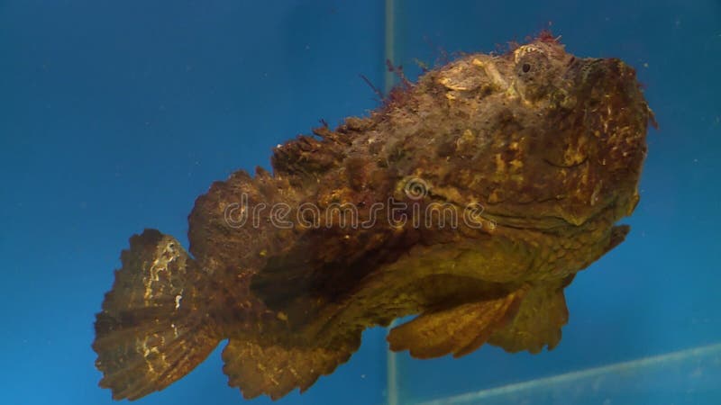 Close-up of a Stonefish S Deadly Mouth and Spines Stock Footage - Video ...