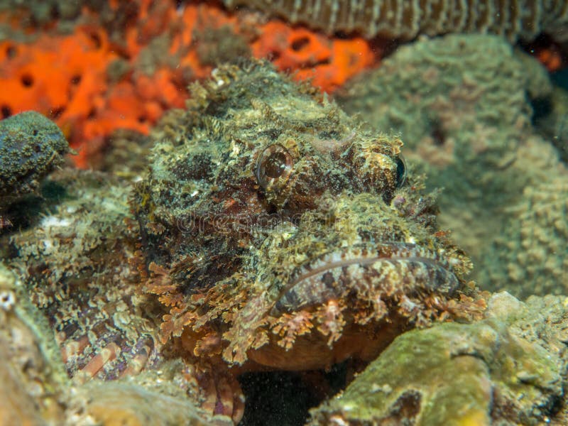 Stonefish on the reef stock photo. Image of dive, wildlife - 7413162