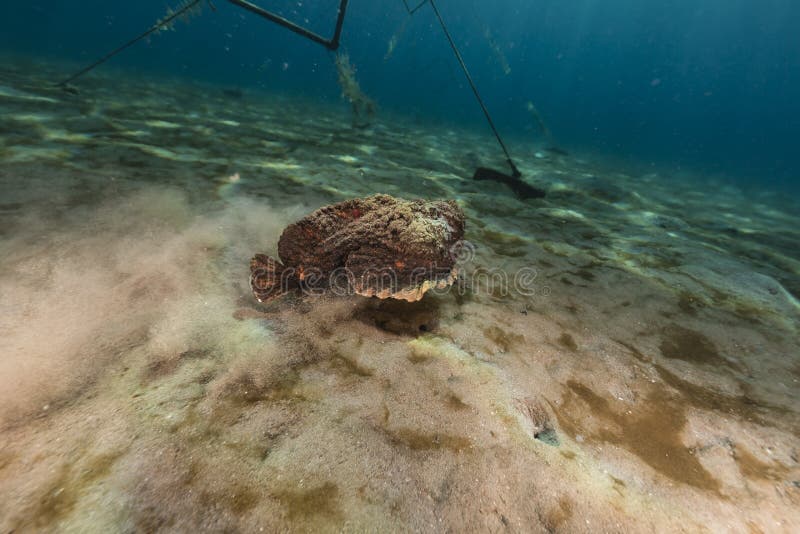 Stonefish (synanceia Verrucosa) in the Red Sea. Stock Image - Image of ...