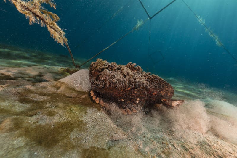 Stonefish (synanceia Verrucosa) Stock Photo - Image of reef, tropical ...