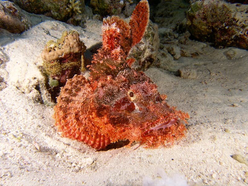 Stonefish on the reef stock photo. Image of grunt, reflect - 7413162
