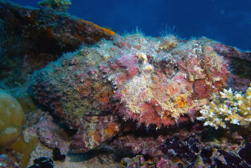 Stonefish Sur Une épave De Bateau Image stock - Image du dangereux ...