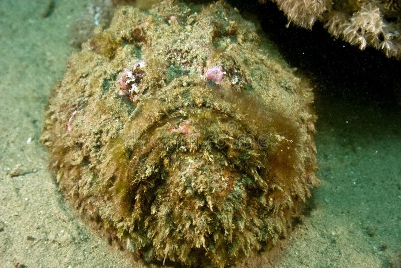 Stonefish stock image. Image of freshness, white, nature - 13400933