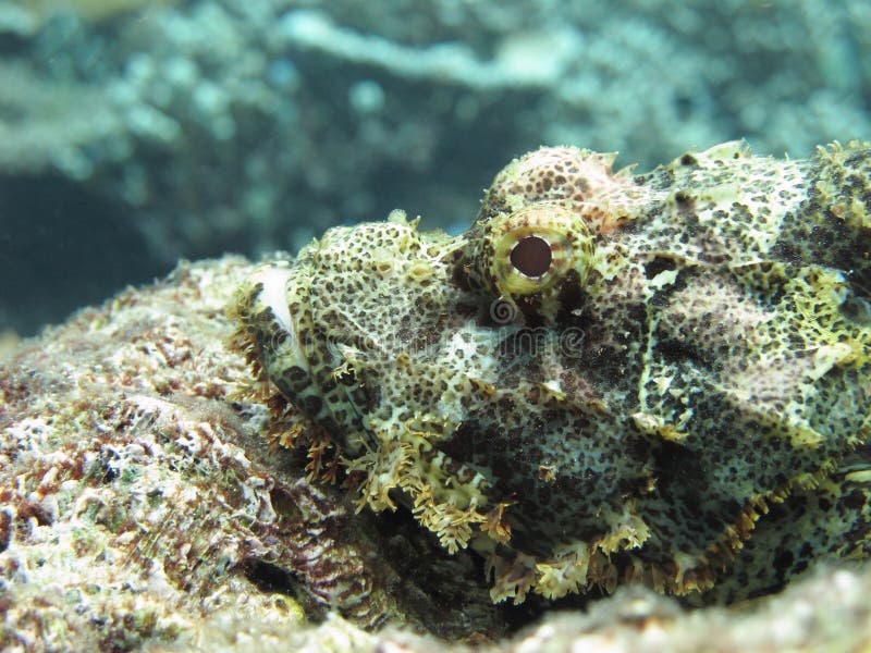 Stonefish in wait stock photo. Image of predator, scuba - 14935394