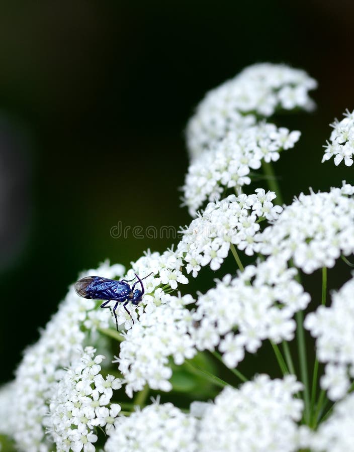 Stonefly Fly Resting on a Leaf Stock Image - Image of vomitoria, summer ...