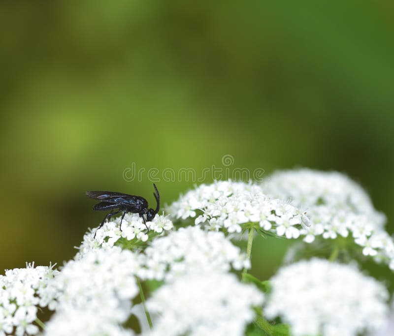 Stonefly Fly Resting on a Leaf Stock Photo - Image of white, blue ...