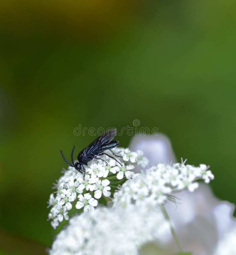 Stonefly Fly Resting on a Leaf Stock Image - Image of house, england ...