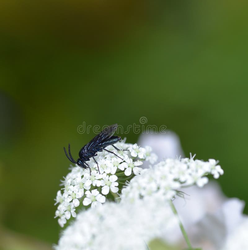 Stonefly Fly Resting on a Leaf Stock Photo - Image of flowers ...