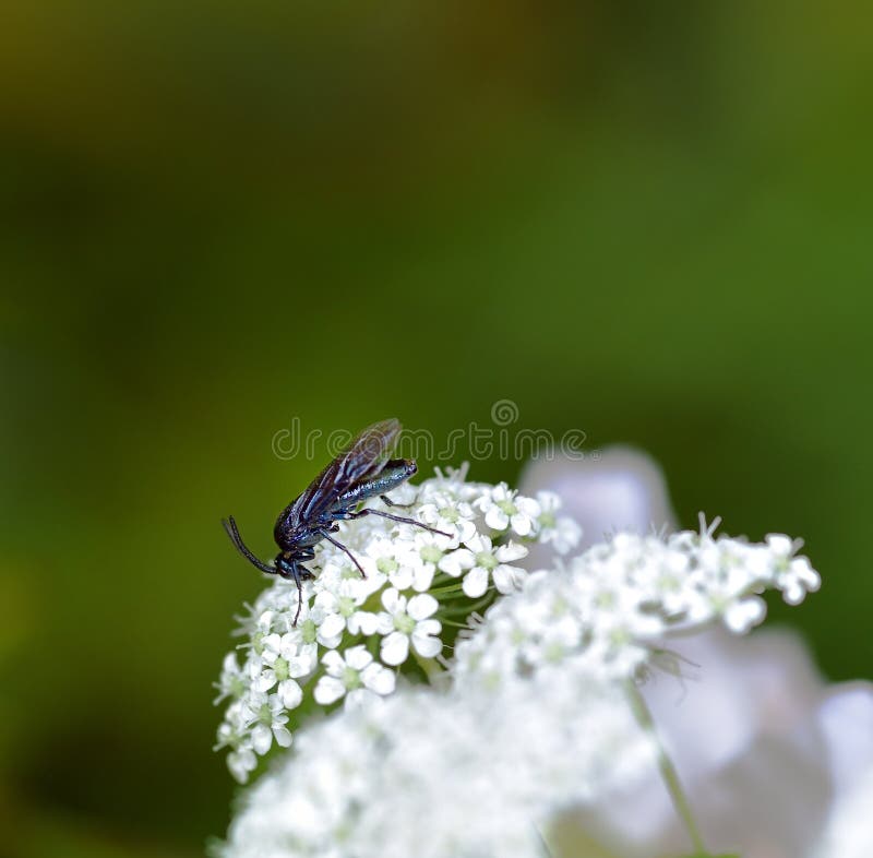 Stonefly Fly Resting on a Leaf Stock Photo - Image of eyes, bottle ...