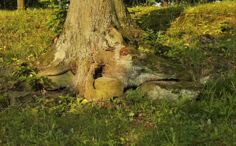 Stones and tree stock photo. Image of spring, root, forest - 147395492