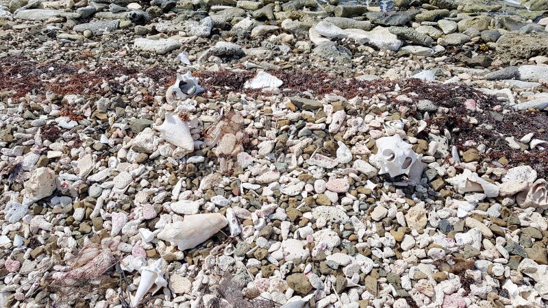 Stones Ans Shells in Closeup Stock Image - Image of wallpaper, beach ...