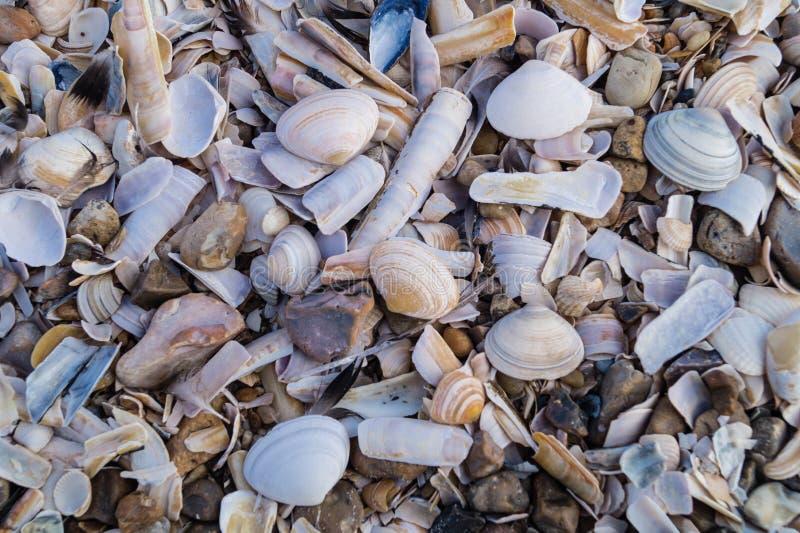 Stones ans shells stock photo. Image of diamond, background - 170948254