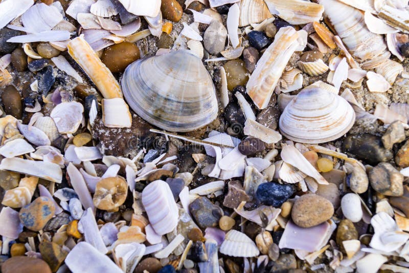 Stones ans shells stock photo. Image of background, group - 170948508