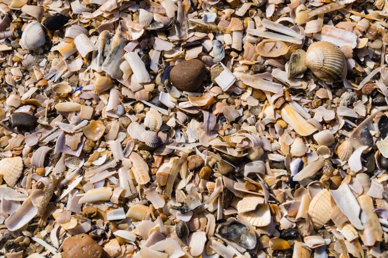 Stones ans shells stock photo. Image of construction - 170948766