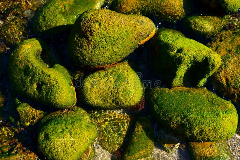 Stones on the Beach Inside Water Stock Photo - Image of plenty, left ...
