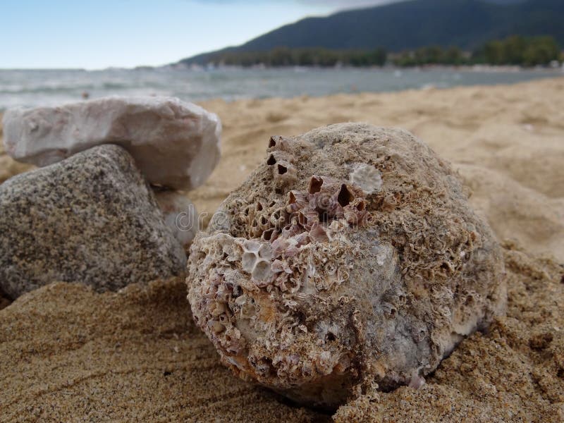Stones on the beach stock photo. Image of shell, natural - 127915176