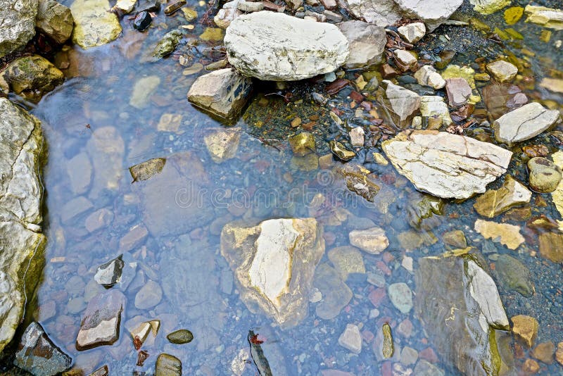 Transparent Forest River with a Stone Channel Stock Image - Image of ...