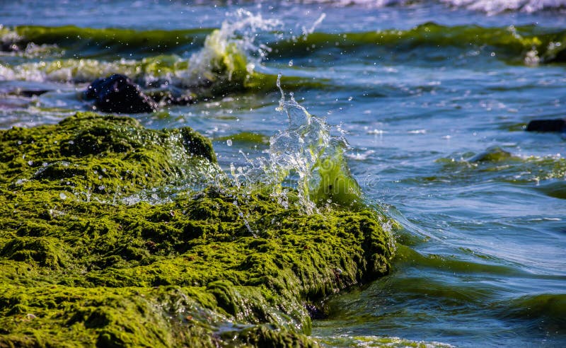 Stones Covered with Algae on the Sandy Beach of the Sea in the Bright ...