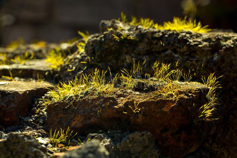 Stones Covered with Green Grass Stock Photo - Image of wild, natural ...