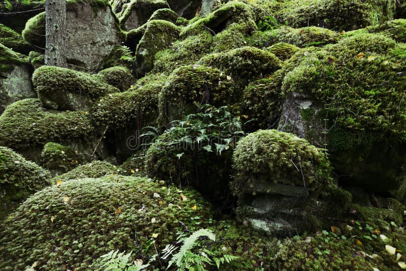 Stones Covered with Moss in the Forest Stock Photo - Image of nature ...