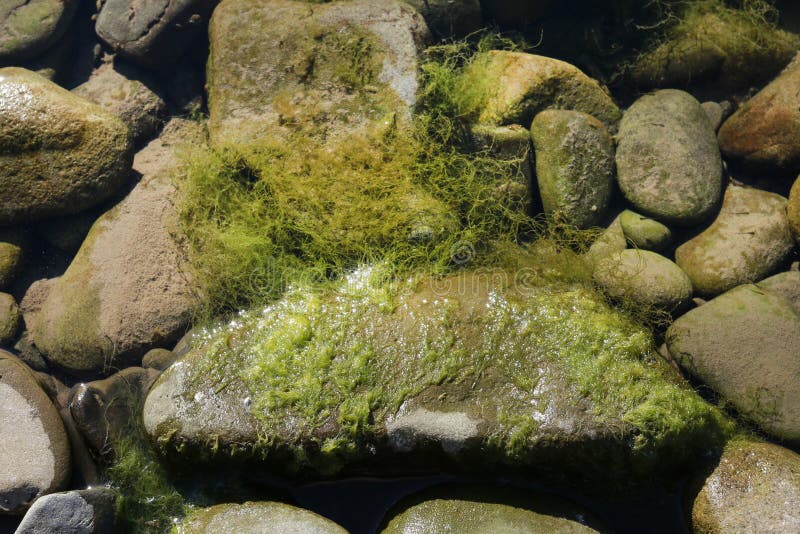 Stones Covered with Moss Lying Underwater Stock Photo - Image of ...