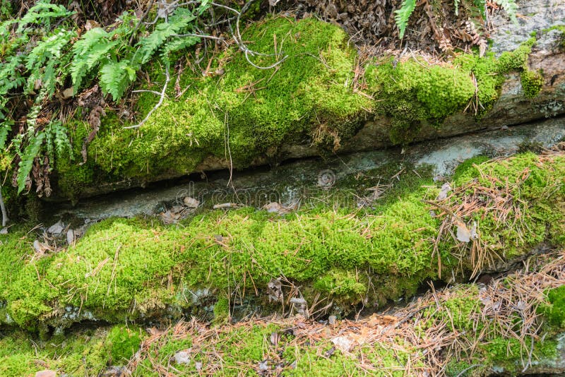 Rocks overgrown with moss. stock image. Image of formed - 158750485