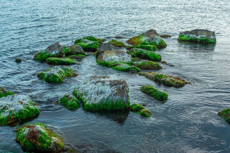 Stones Covered with Moss in a Sea on a Summer Day, Seascape Stock Image ...
