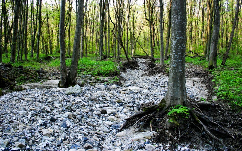 Stones in a forest stock photo. Image of road, idyllic - 13499980