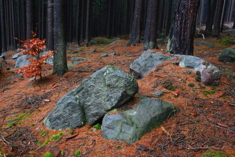 Stones In Forest Picture. Image: 2243144