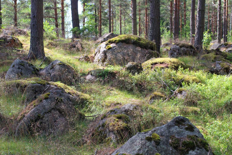 Stones in forest five stock image. Image of tree, conifer - 154603019
