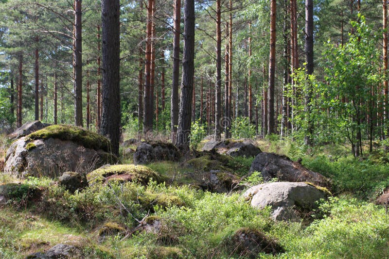 Stones in forest four stock photo. Image of forestry - 154602648